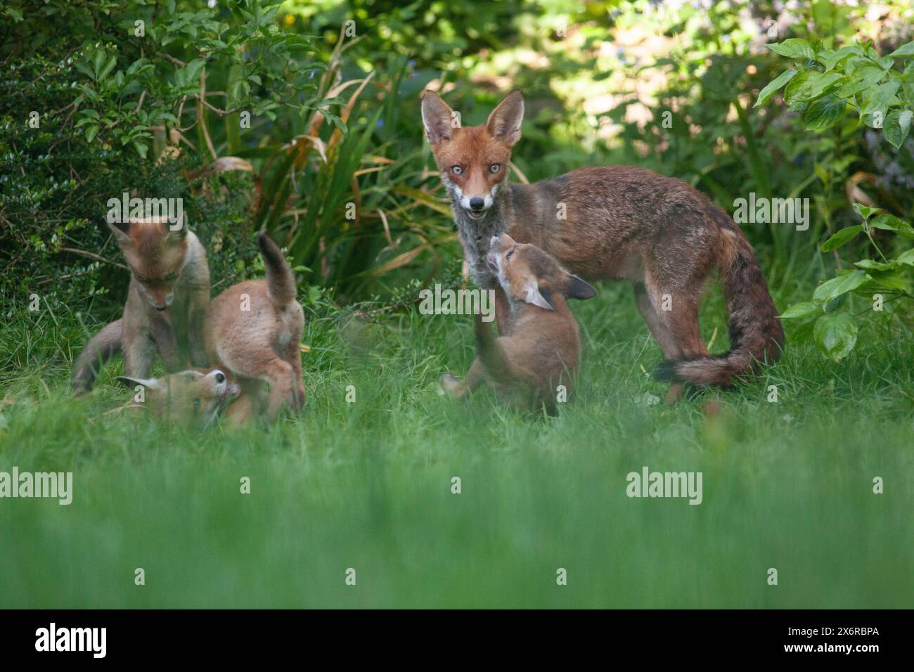 UK weather, 15 May 2024: in a London garden a family of foxes enjoy ...