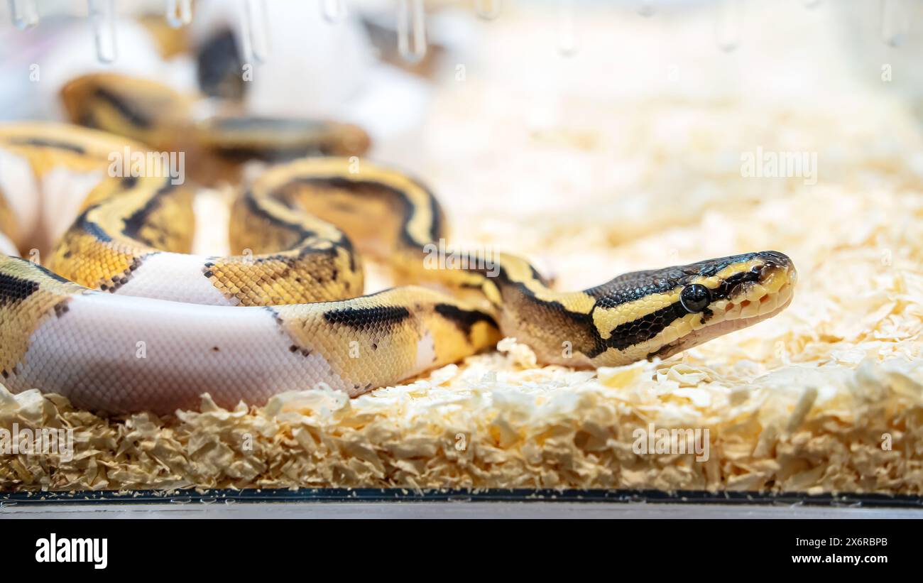 Ball python in the glass cabinet waiting to be sold. It's a popular pet ...