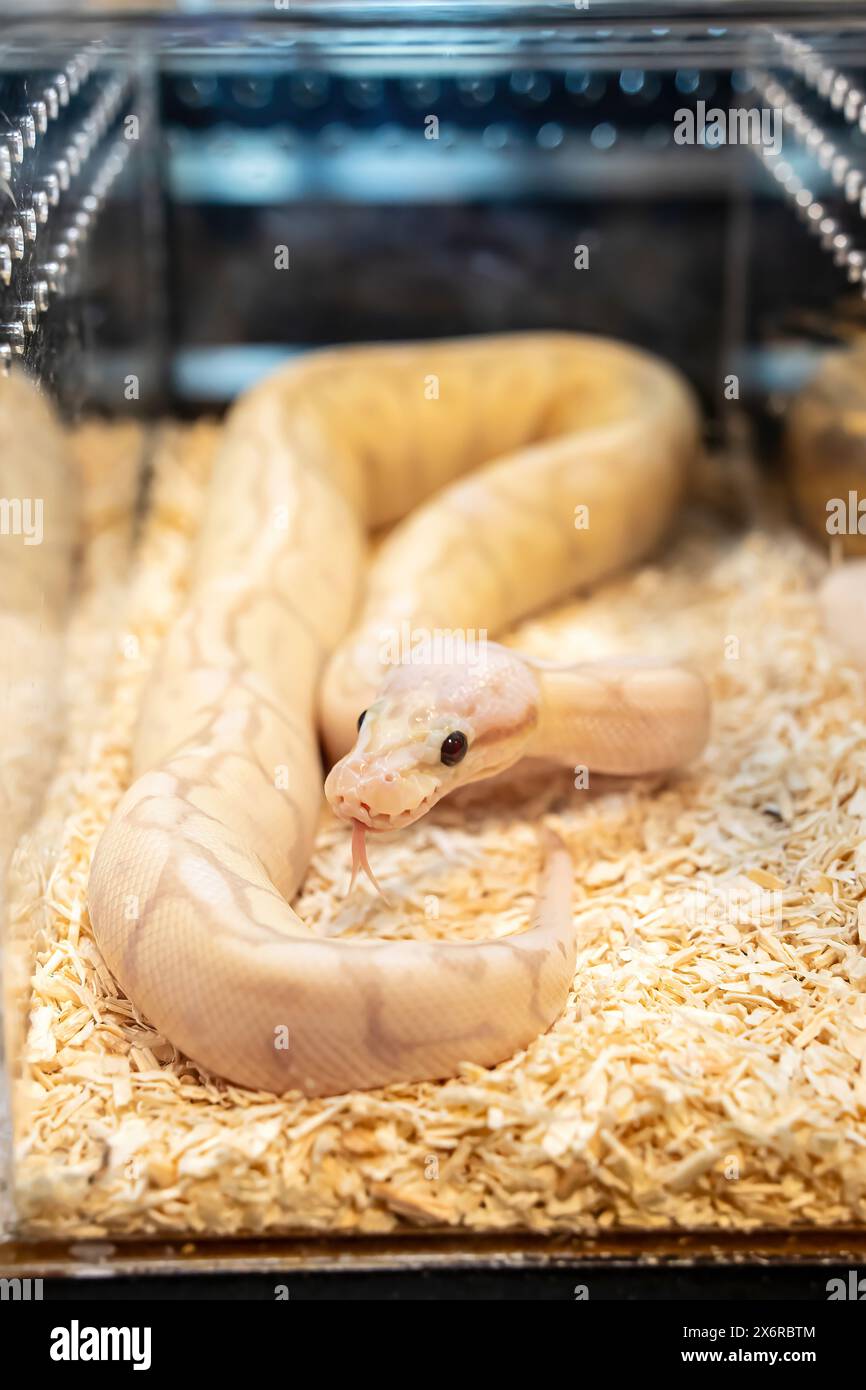 Ball python in the glass cabinet waiting to be sold. It's a popular pet ...