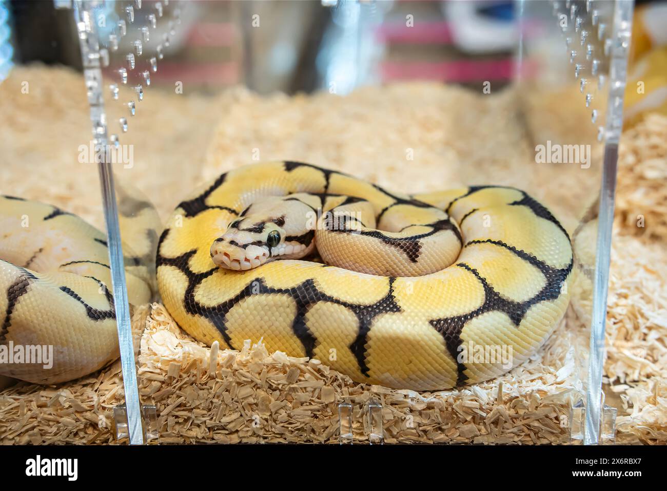 Ball python in the glass cabinet waiting to be sold. It's a popular pet ...