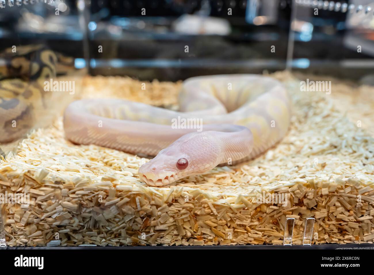 Ball python in the glass cabinet waiting to be sold. It's a popular pet ...