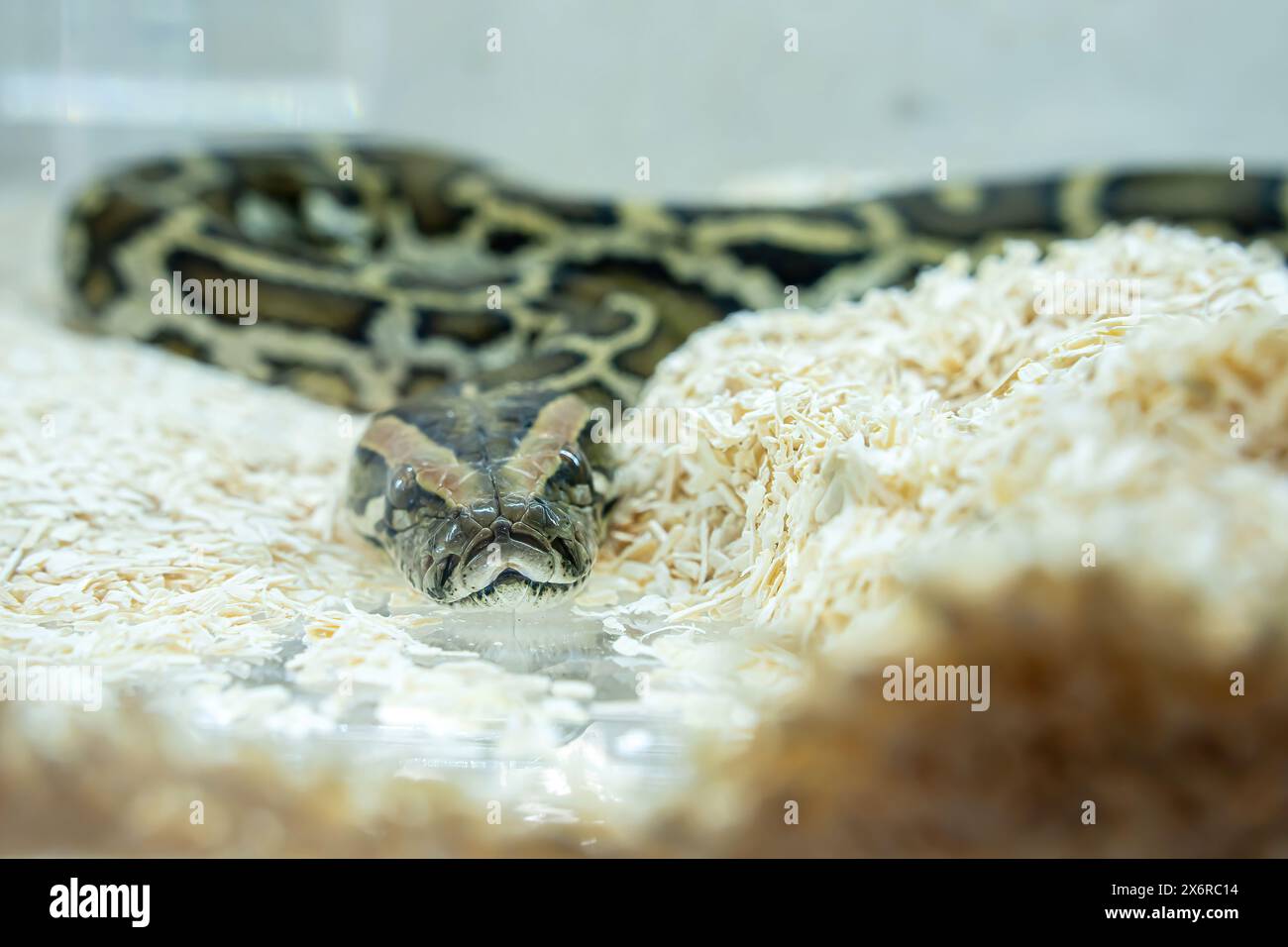 Ball python in the glass cabinet waiting to be sold. It's a popular pet ...