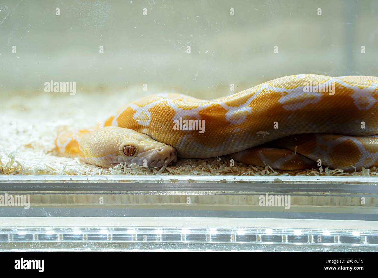 Ball python in the glass cabinet waiting to be sold. It's a popular pet ...