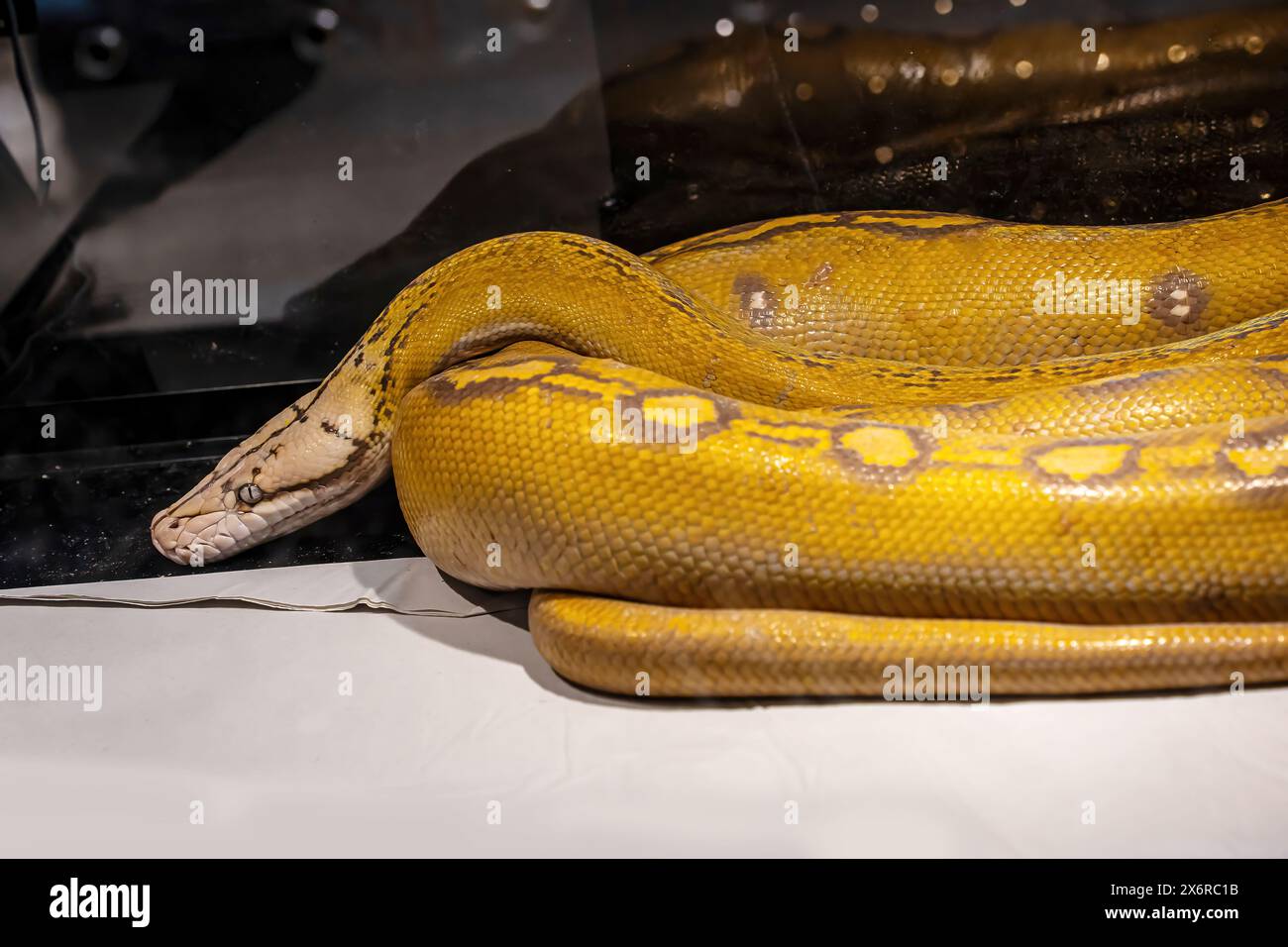 Ball python in the glass cabinet waiting to be sold. It's a popular pet ...