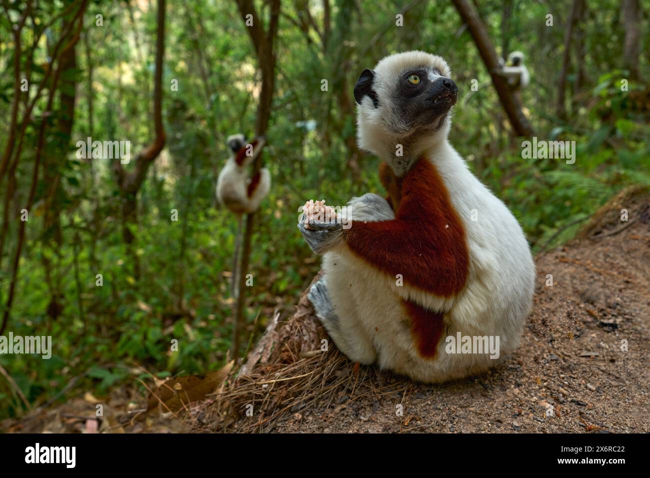 Madagascar endemic wildlife. Africa nature. Coquerel's sifaka ...