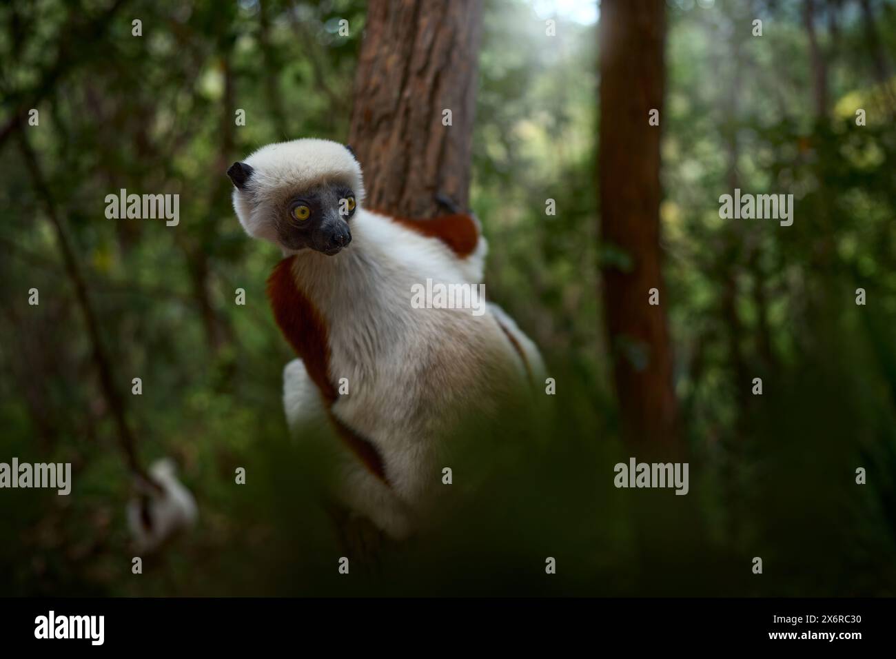 Madagascar endemic wildlife. Africa nature. Coquerel's sifaka ...