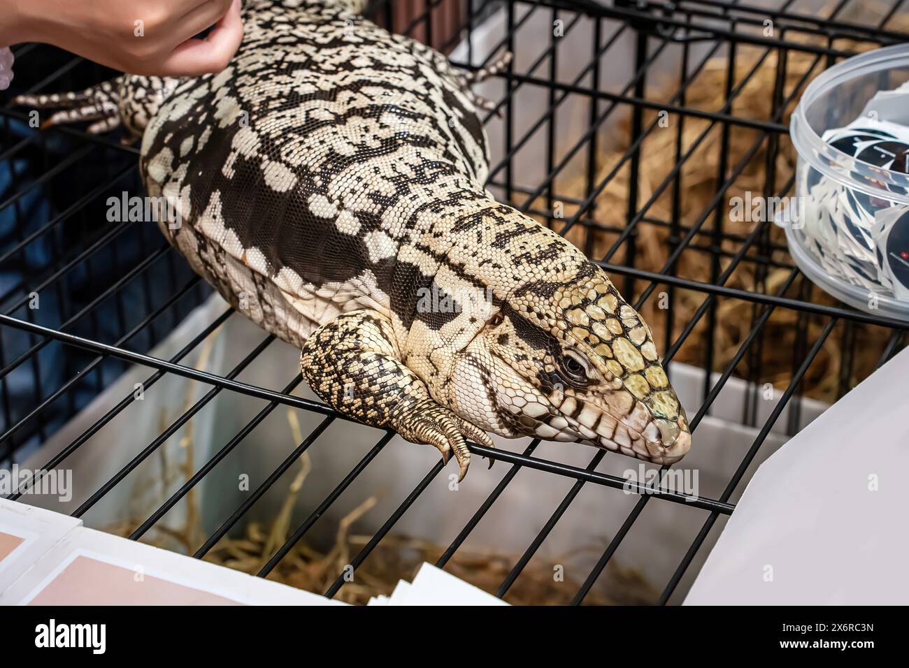 Black and White Tegu lying on the cage Stock Photo - Alamy