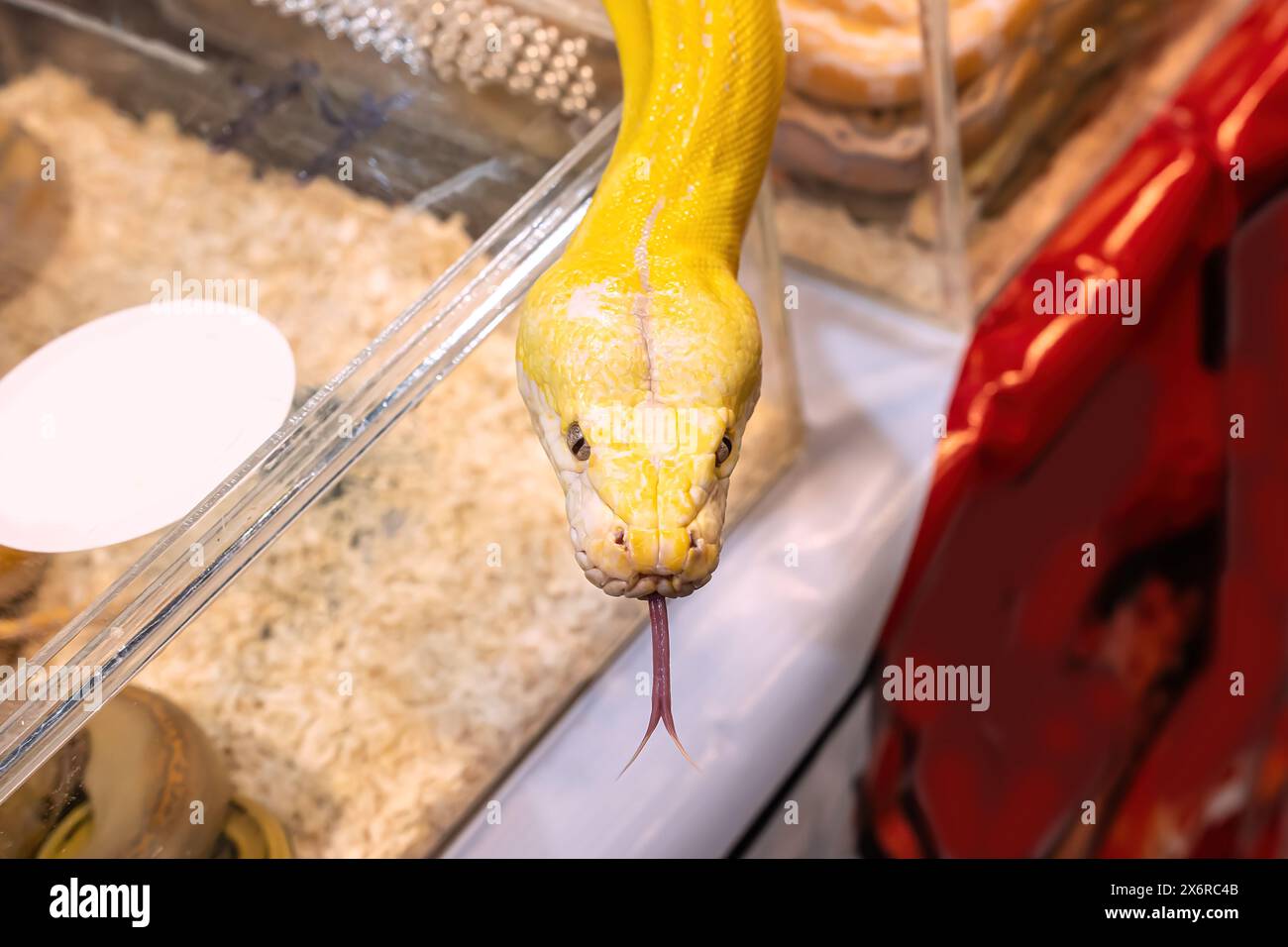 Albino burmese python is slithering. It's a popular pet in Thailand ...