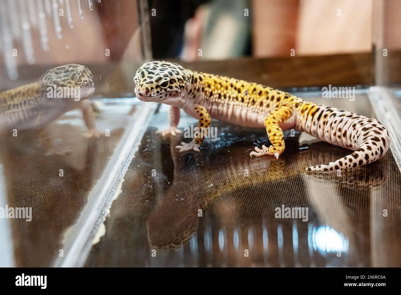 Tropical house gecko habitat hi-res stock photography and images - Alamy