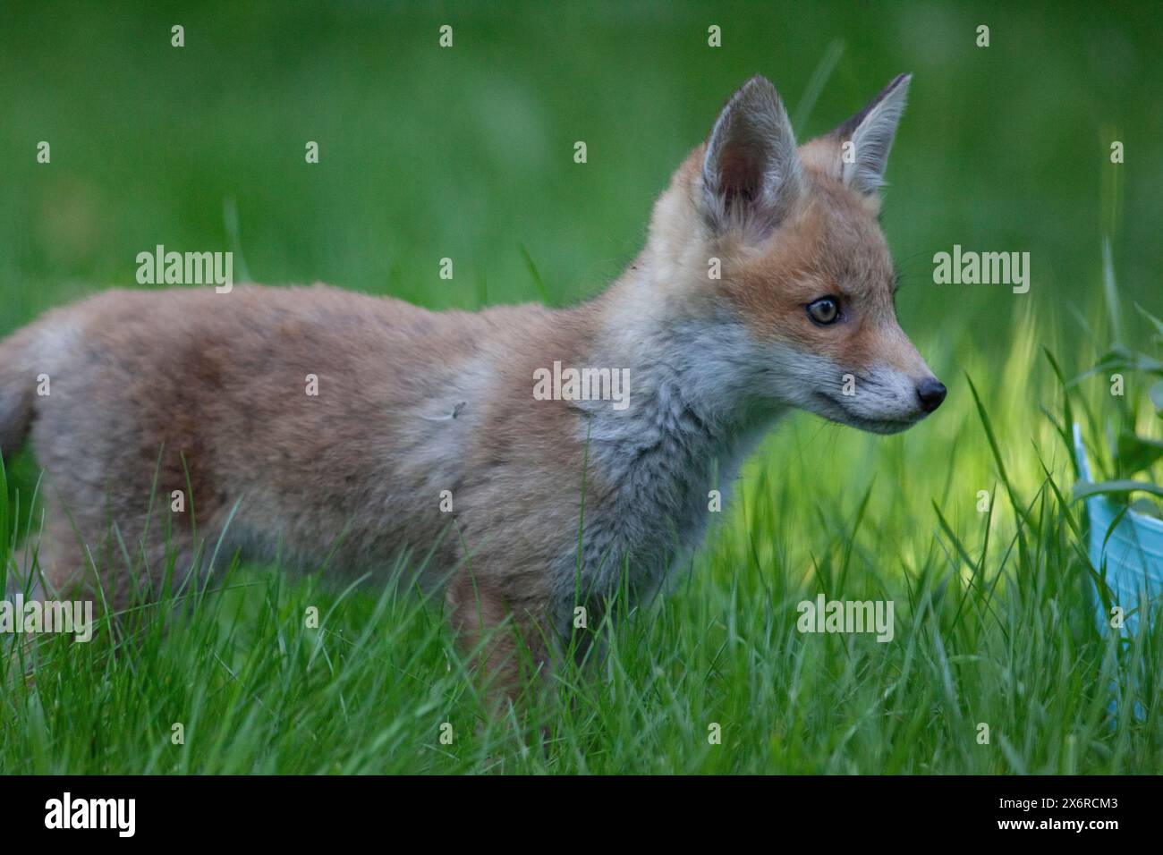 UK weather, 15 May 2024: in a London garden a family of foxes enjoy ...
