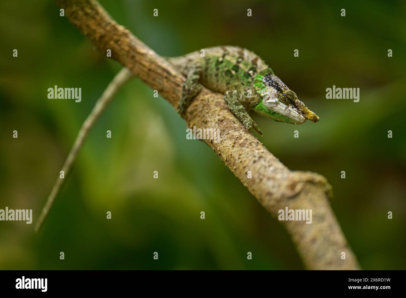 Calumma malthe, Malthe's green-eared chameleon, small lizard in the ...