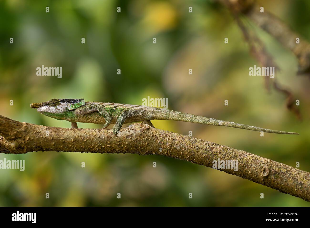 Calumma malthe, Malthe's green-eared chameleon, small lizard in the ...