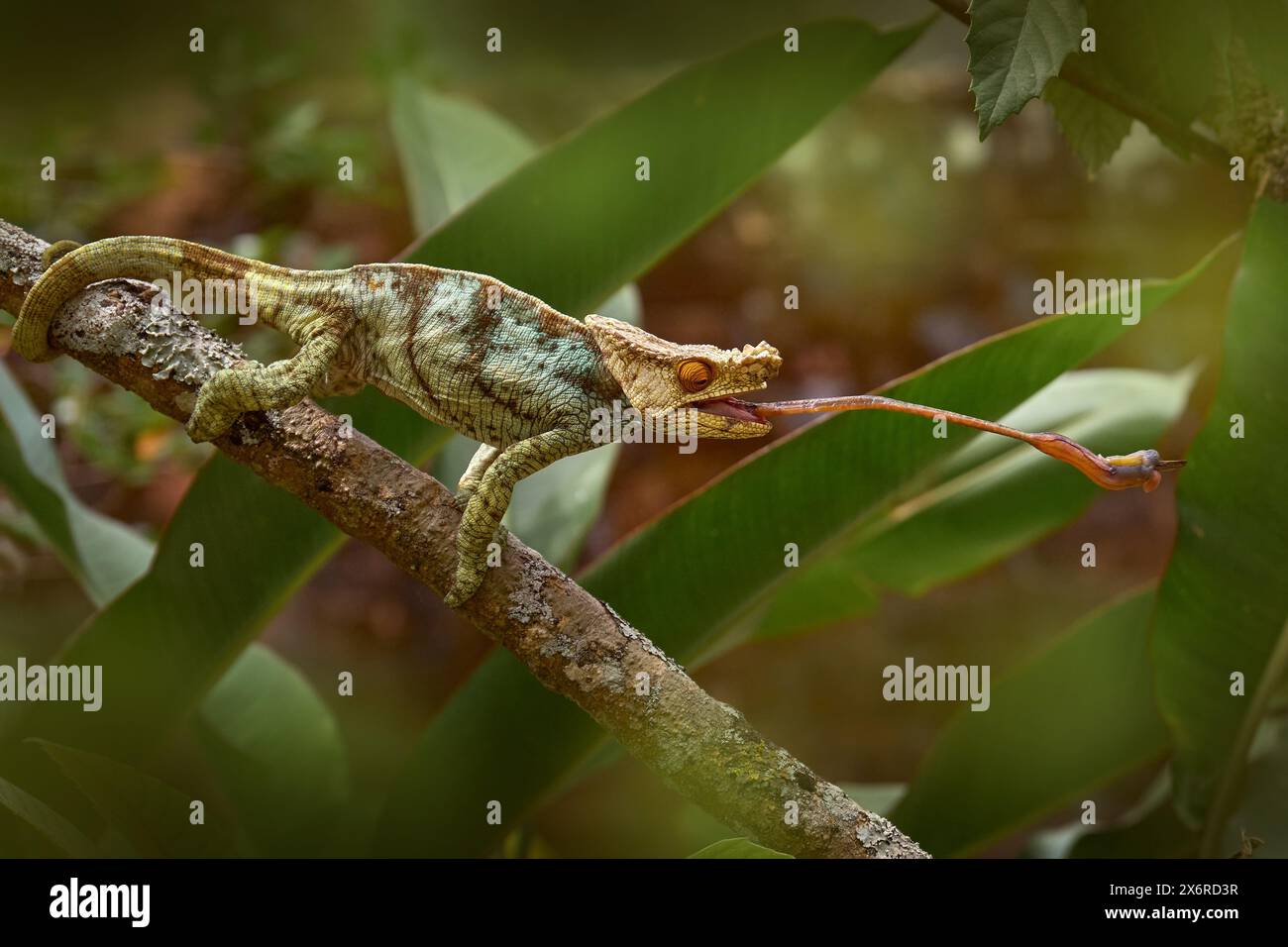 Panther chameleon catch insect on tree branch, Furcifer pardalis ...
