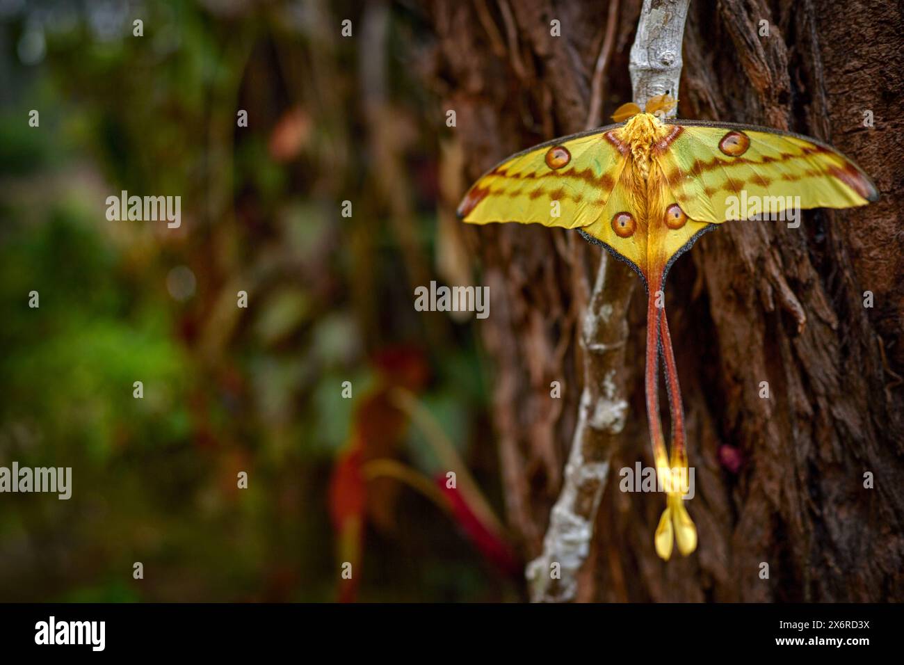 Madagascar big yellow butterfly. Comet moth, Argema mittrei, big yellow ...