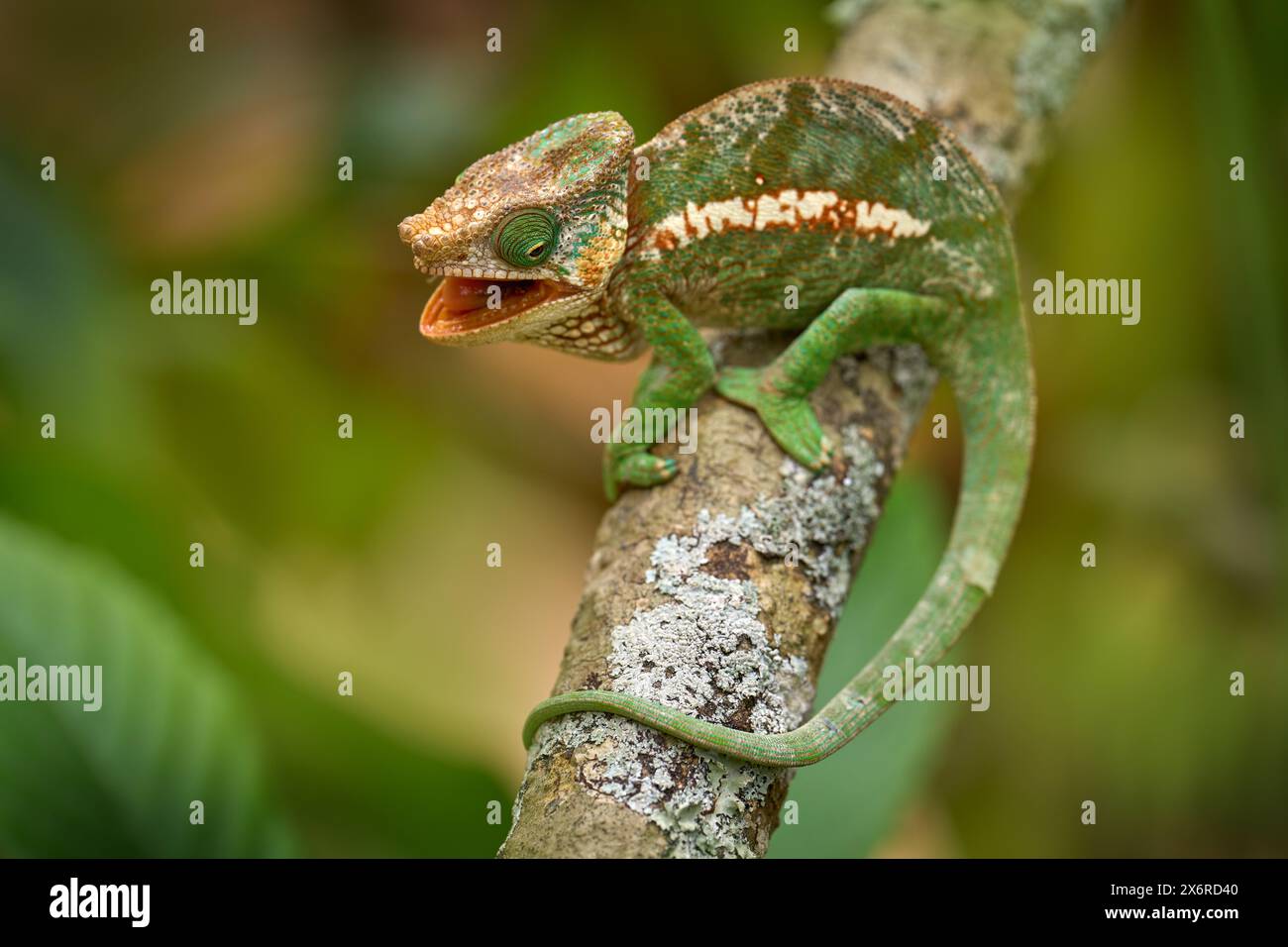 Chameleon dance on the leg. Globe-horned chameleon, Calumma globifer ...