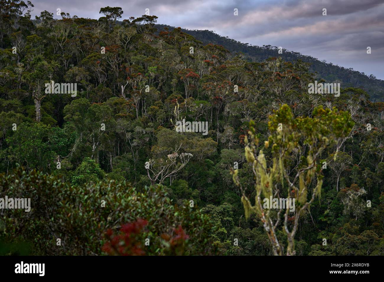 Original native tropic forest in Madagascar, old trees in wet season in ...
