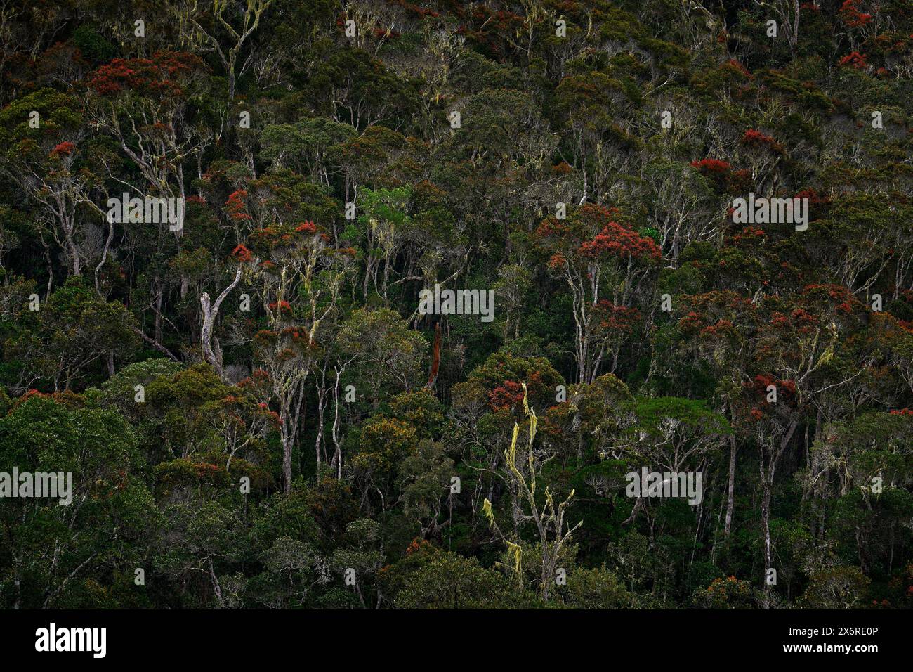 Original native tropic forest in Madagascar, old trees in wet season in ...