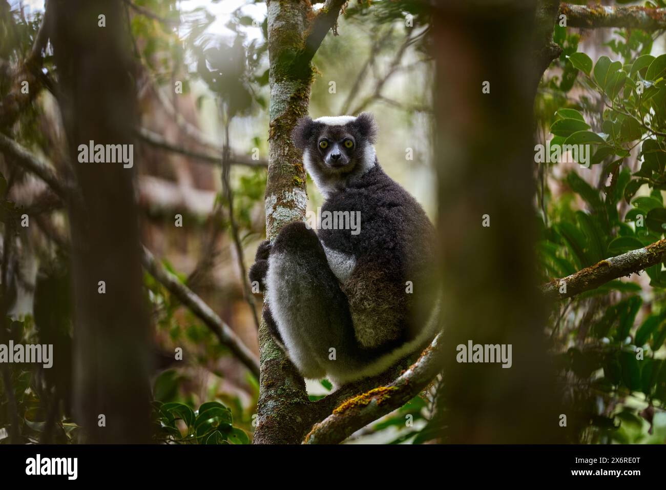 Wild lemur in habitat. Indri indri, monkey with young babe cub in ...