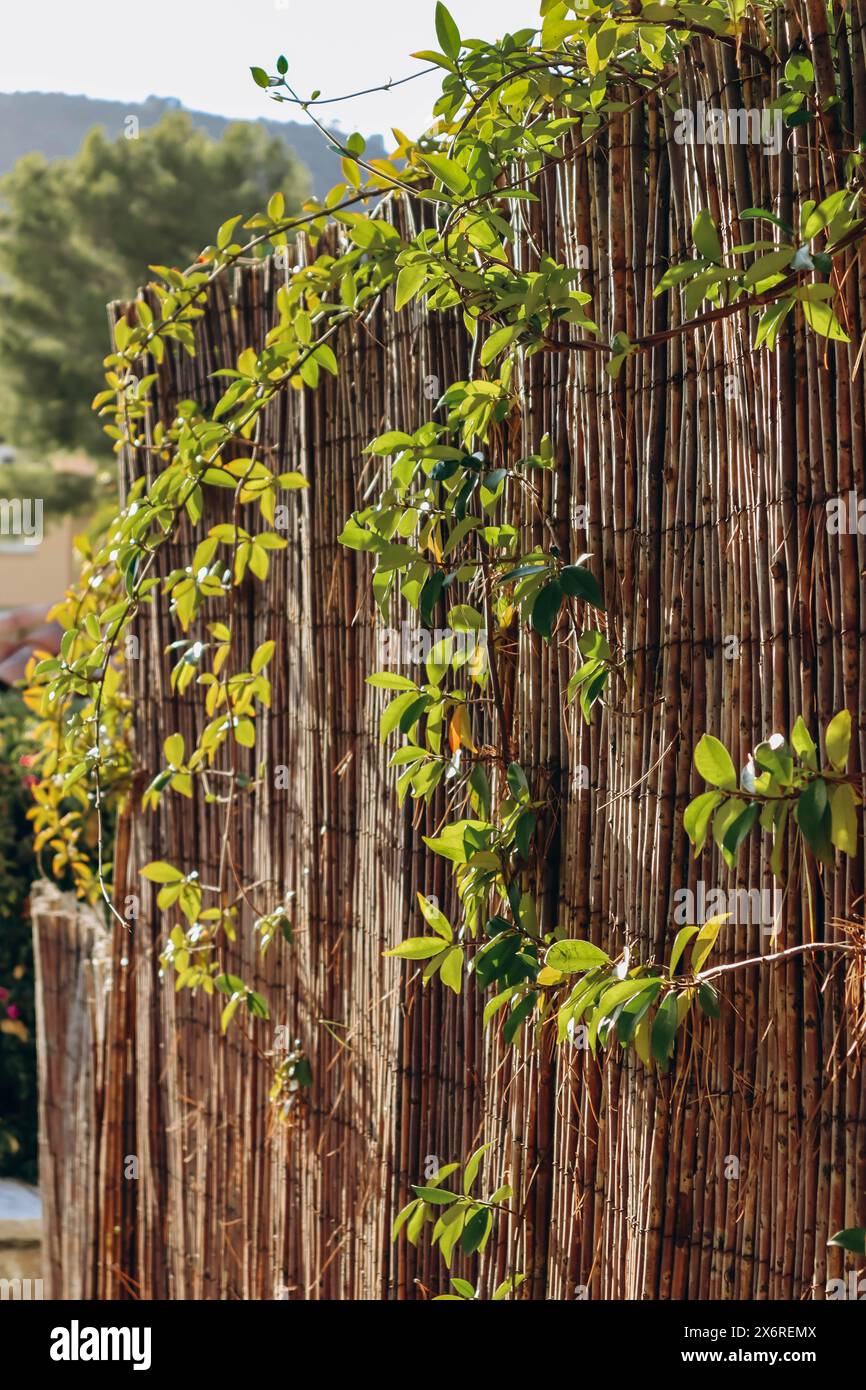 Vegetation fencing hi-res stock photography and images - Alamy