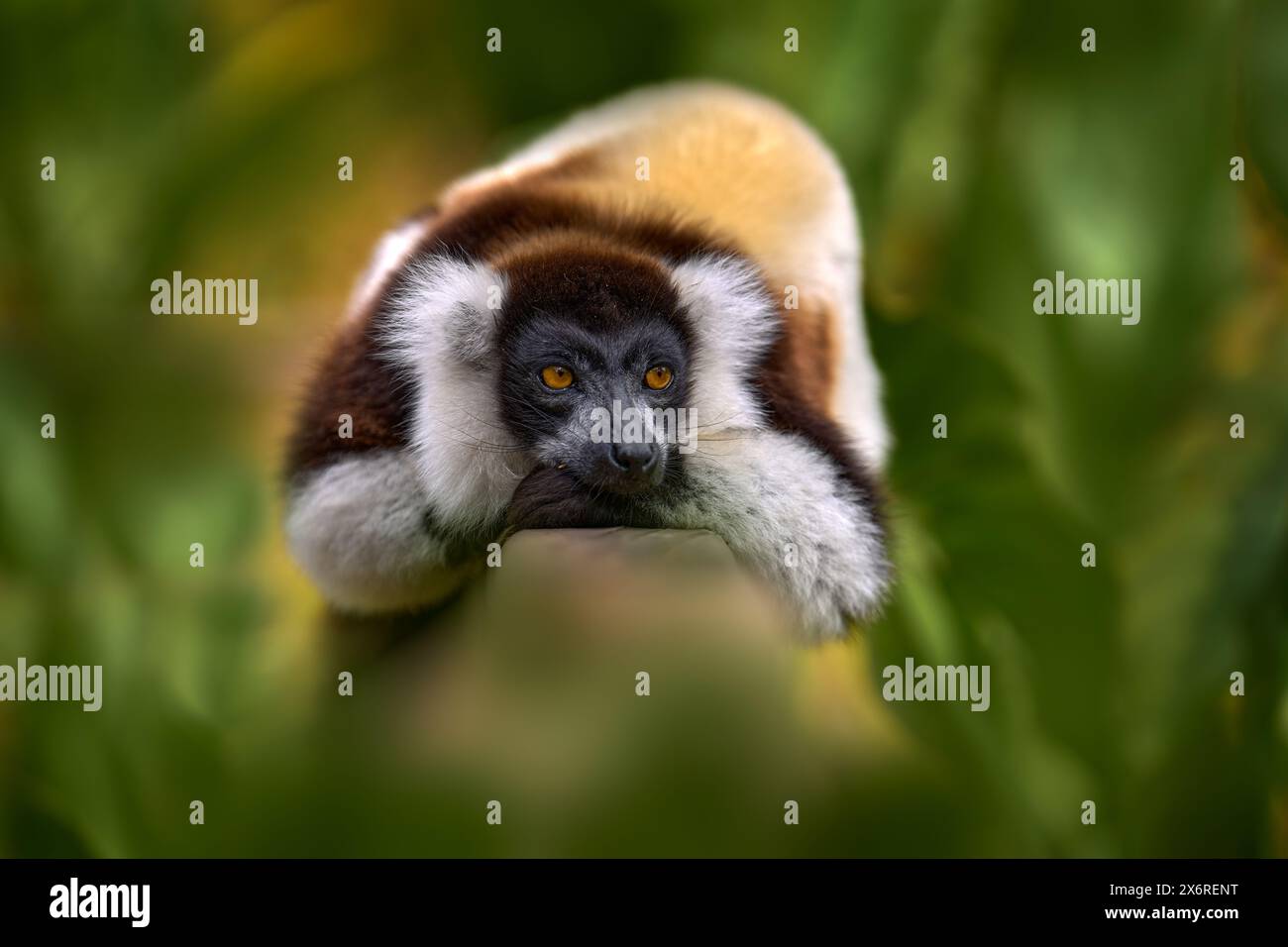 Lemur - close-up face head detail with yellow eye. Black-and-white ...
