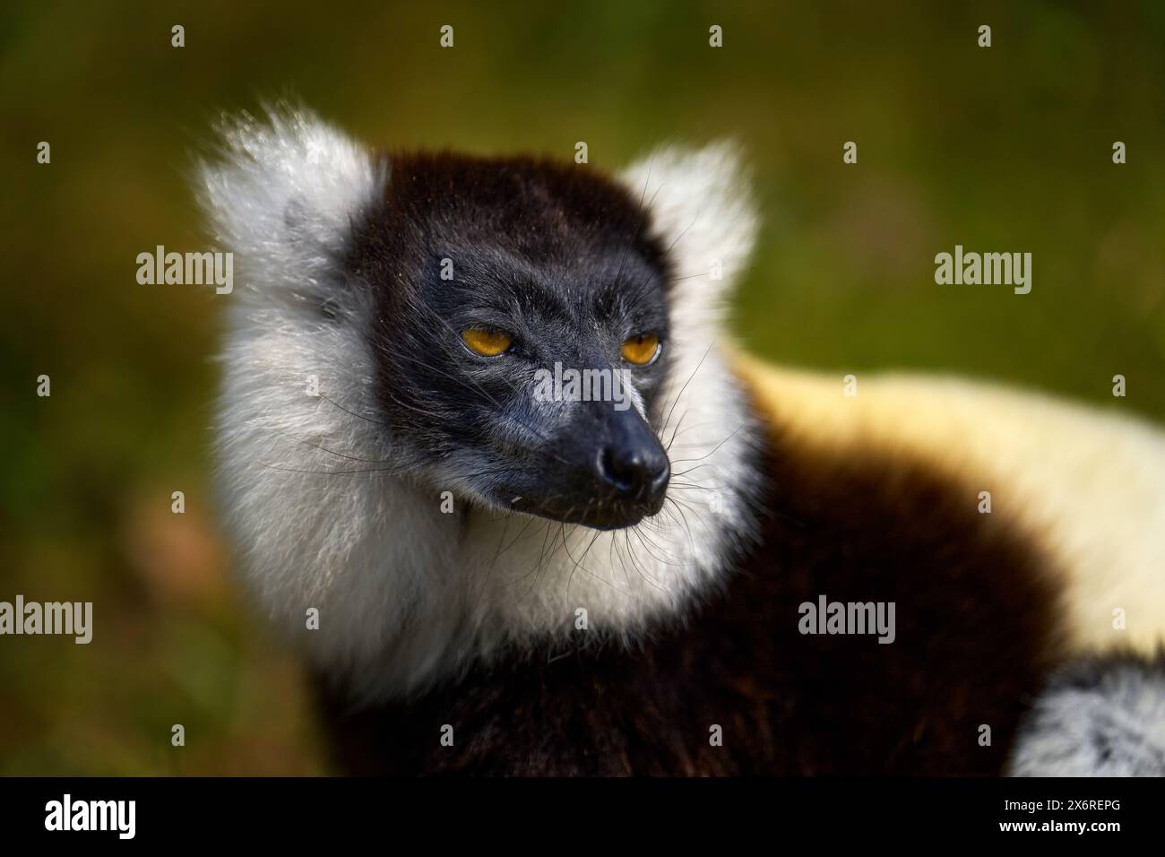 Lemur - close-up face head detail with yellow eye. Black-and-white ...