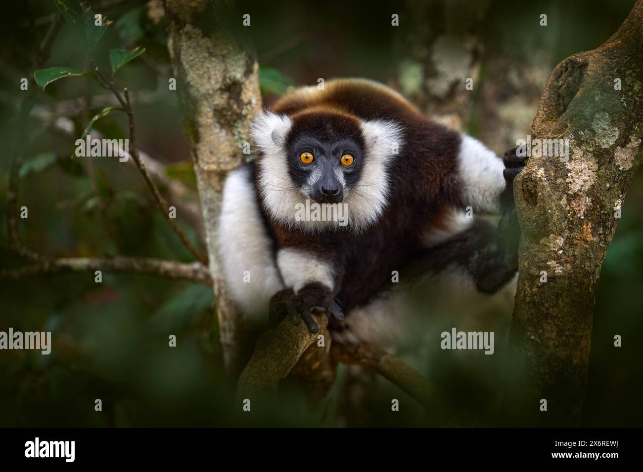 Lemur - close-up face head detail with yellow eye. Black-and-white ...
