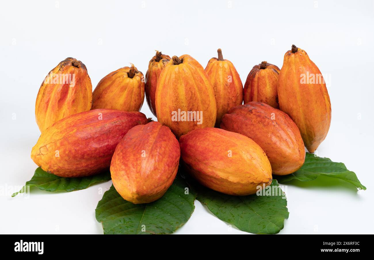 Clean orange color cacao pods with green leafs isolated on white studio ...