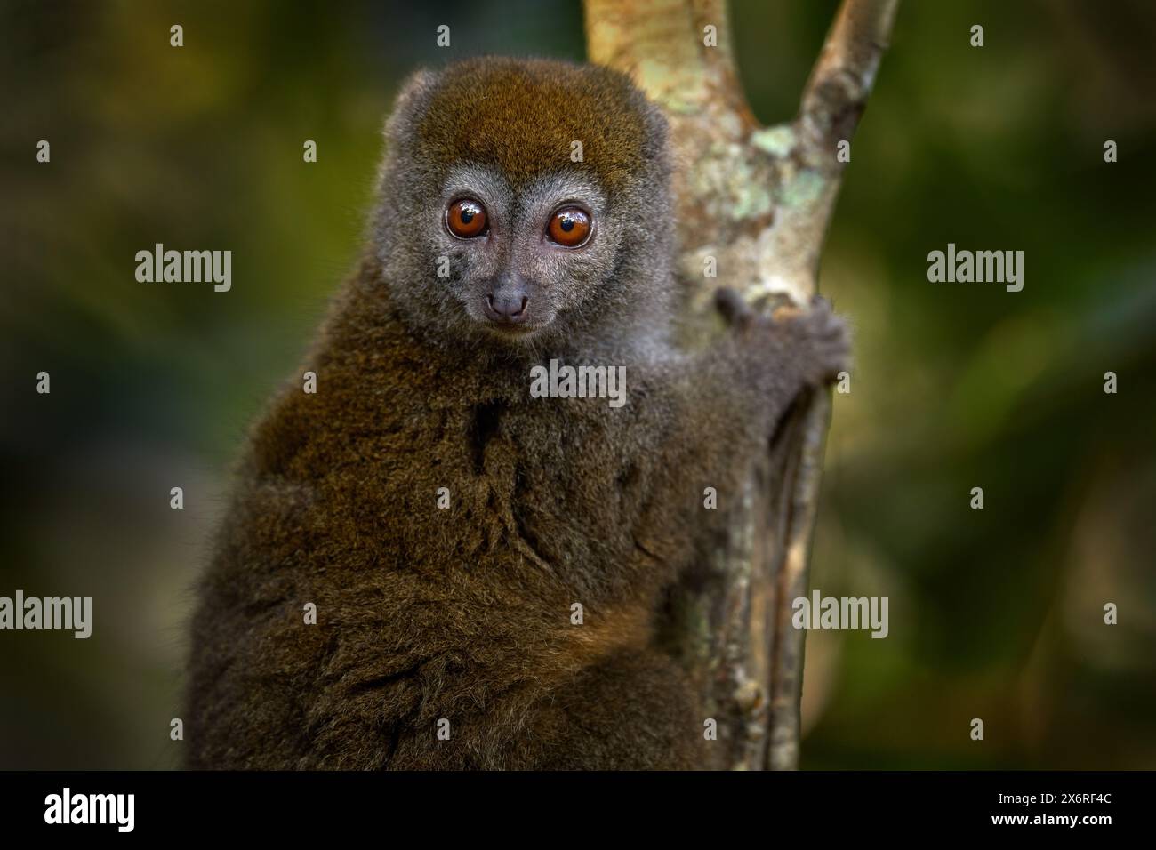 Eastern lesser bamboo lemur, Hapalemur griseus. grey monkey in the ...