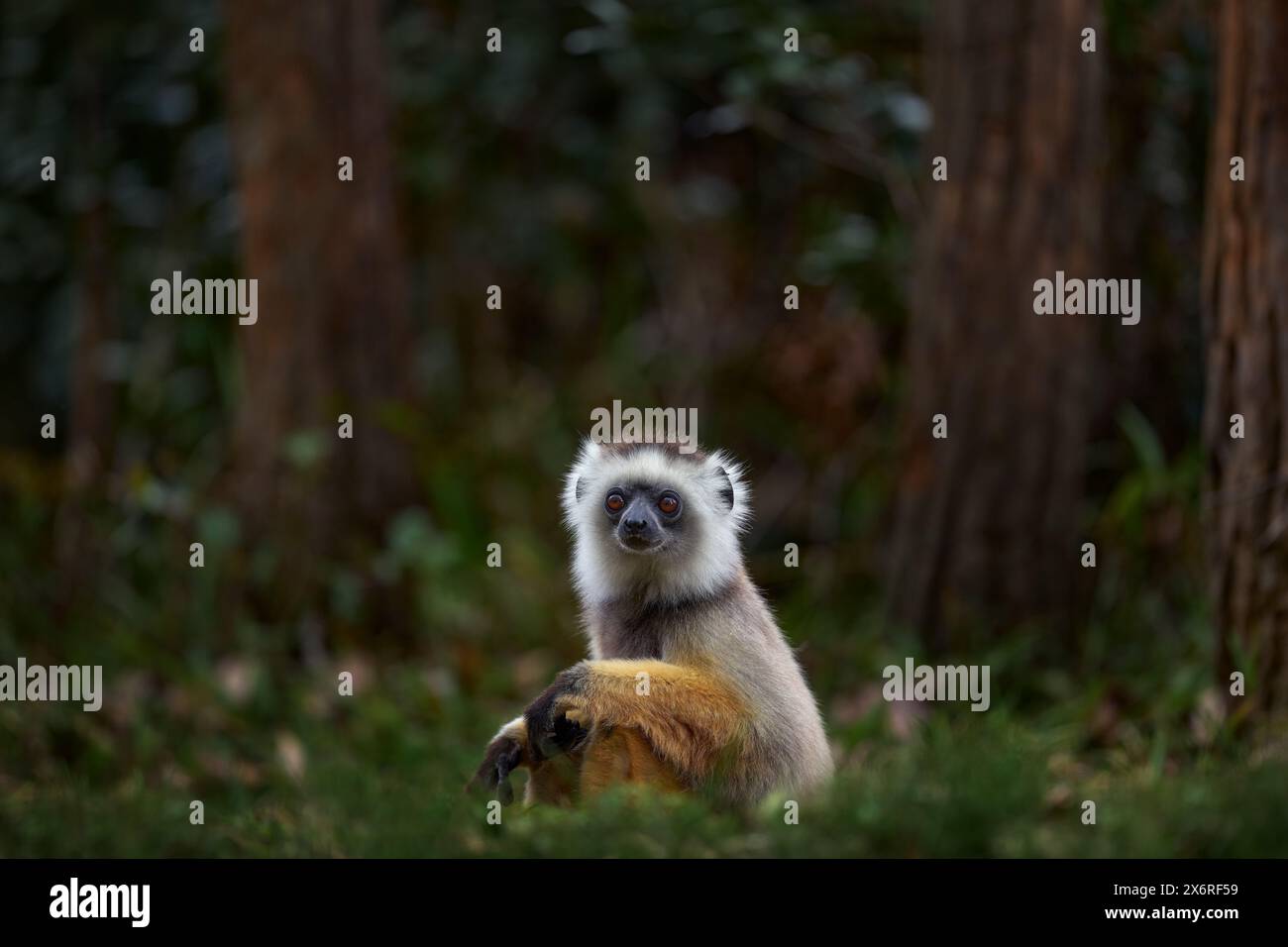Diademed sifaka, Propithecus diadema, monkey in green grass forest in ...