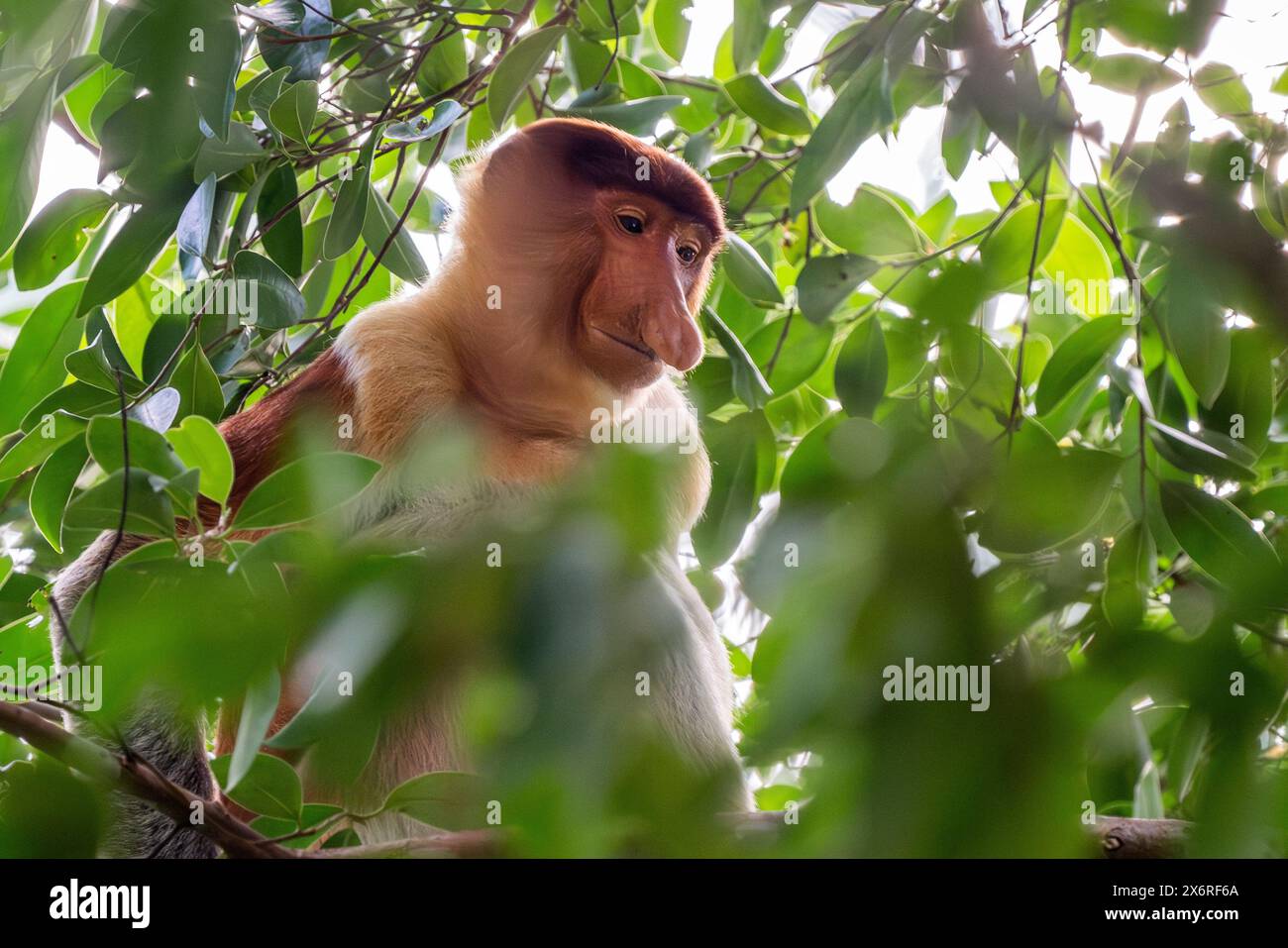 Proboscis Monkey - Nasalis larvatus, beautiful unique primate with ...