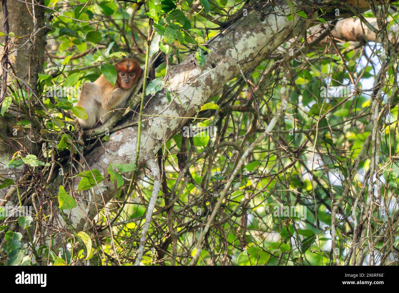 Proboscis Monkey - Nasalis larvatus, beautiful unique primate with ...