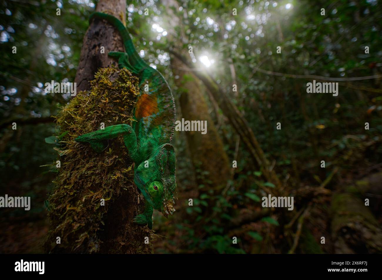 Chameleon in the forest habitat, wide angle lens. Parson's chameleon ...