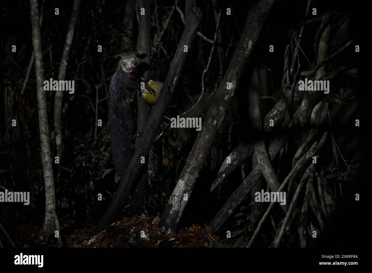 Aye-aye, Daubentonia madagascariensis, night animal in Madagascar. Rare ...