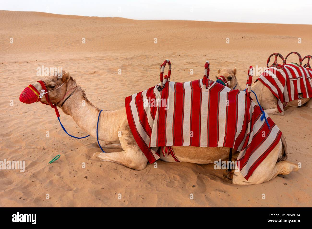Camel rides in the desert with two decorated camels Stock Photo - Alamy