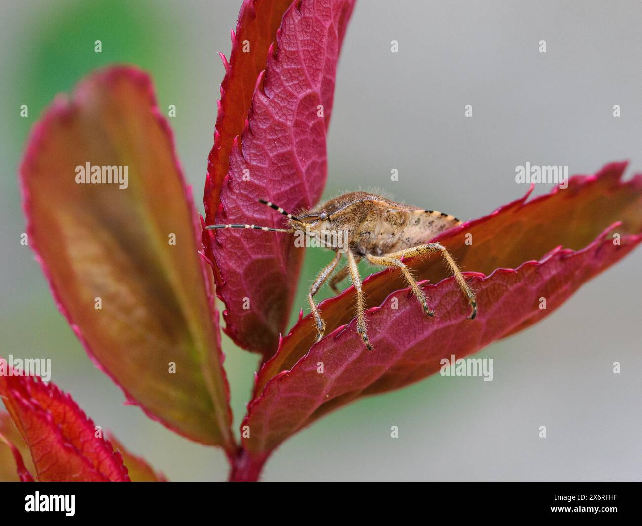 Shield bug on leaf and lupin flower Stock Photo - Alamy