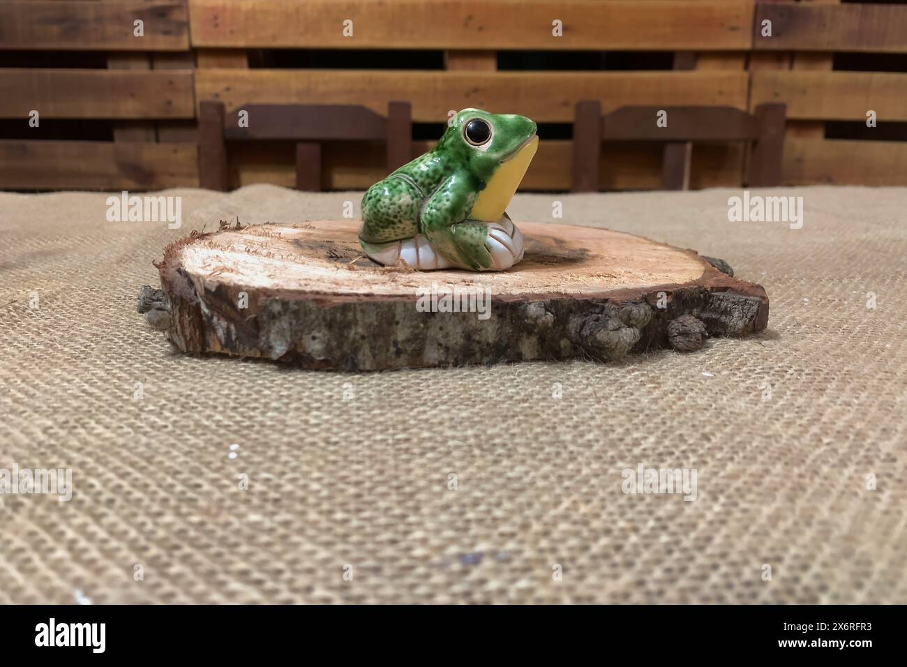 Green frog on the wood. Fake frog Stock Photo - Alamy