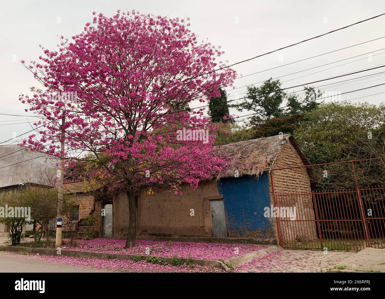 Lapacho tree hi-res stock photography and images - Alamy