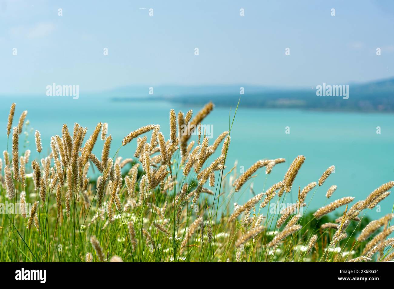 Wild flowers wild wheat field over lake Balaton hungary on the hill ...