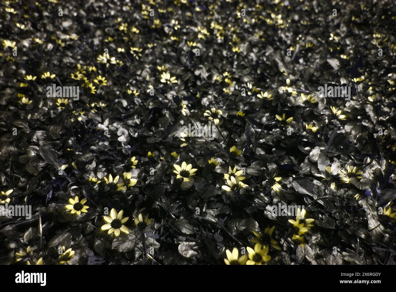 Invisible pattern to humans, Lesser Celadine flowers different ...