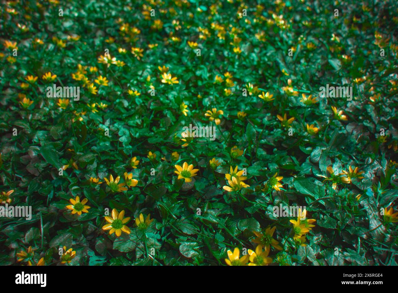 Invisible to humans, Lesser Celadine flowers have different pattern for ...