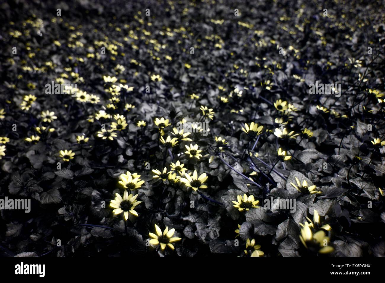 Invisible pattern to humans, Lesser Celadine flowers different ...