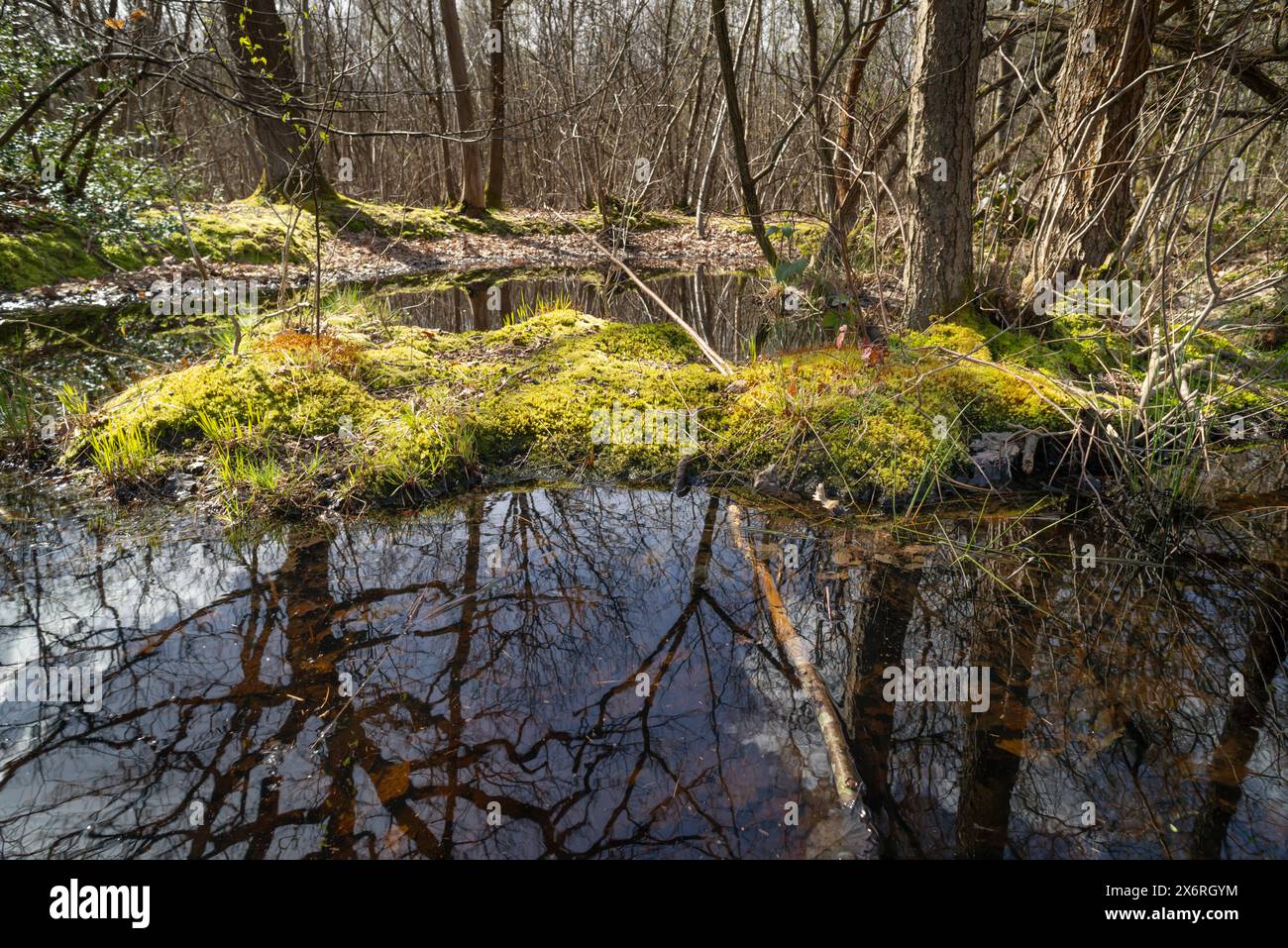Brachythecium rutabulum moss covering a mound of peaty soil amongst a ...