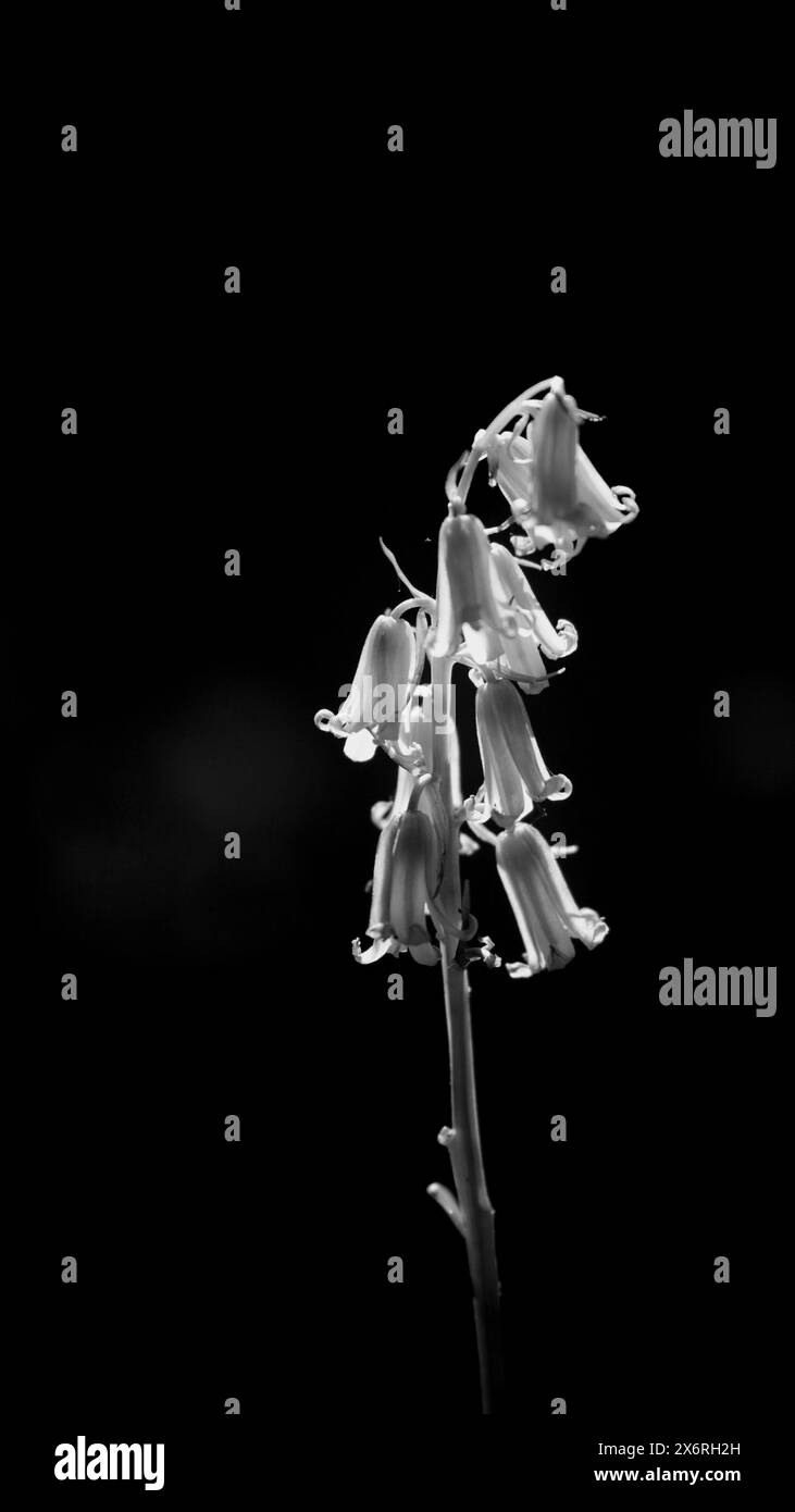 Bluebell silhouette Black and White Stock Photos & Images - Alamy
