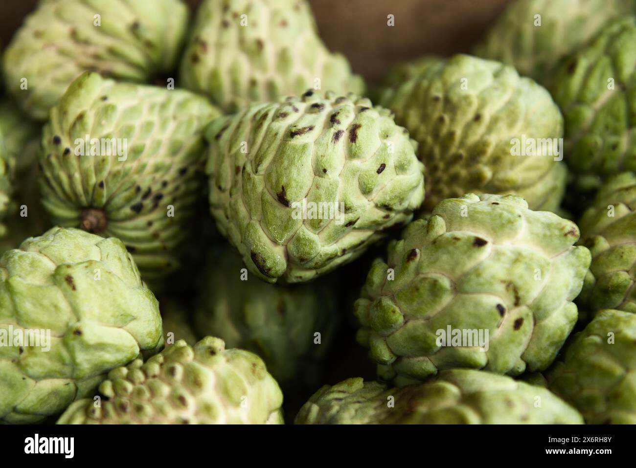 Chirimorinon hi-res stock photography and images - Alamy