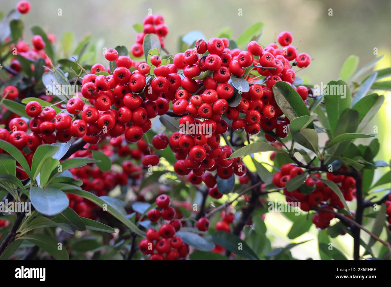 Pyracantha crenulata in November on the French Riviera Stock Photo - Alamy