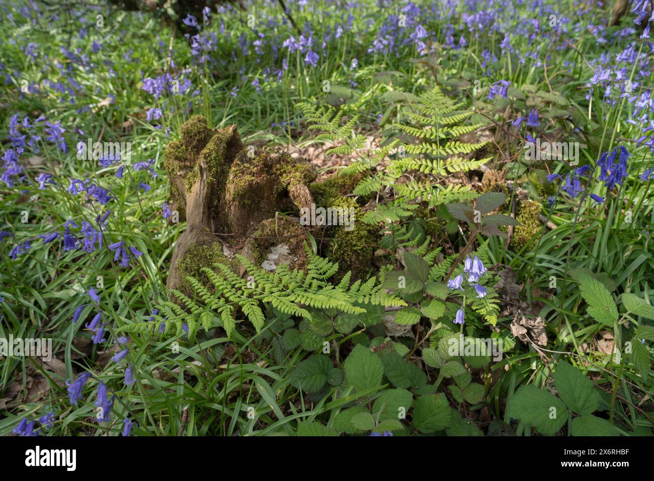 New springtime growth of bluebells, buckler ferns and bramble around ...