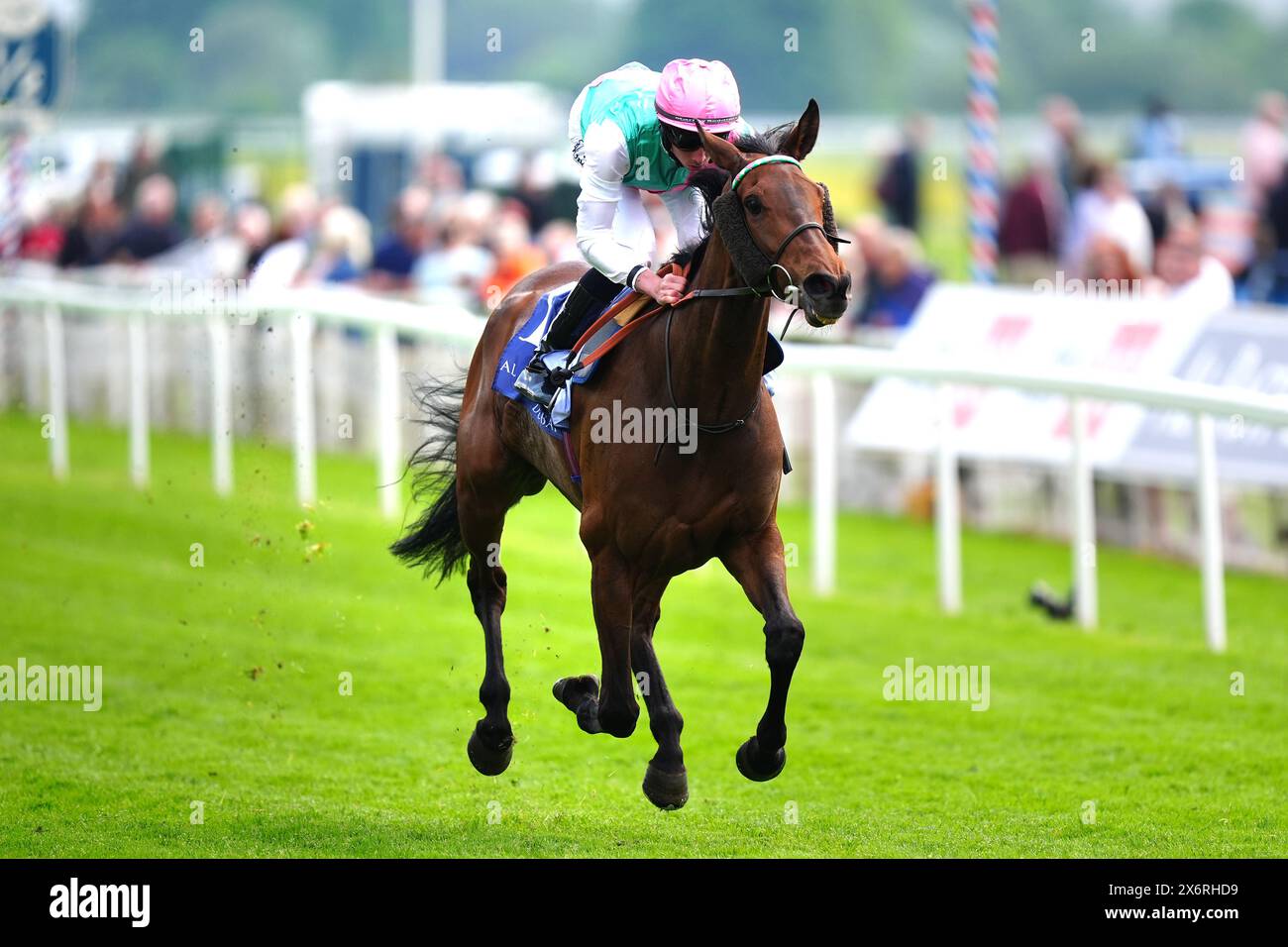 Bluestocking horse hi-res stock photography and images - Alamy