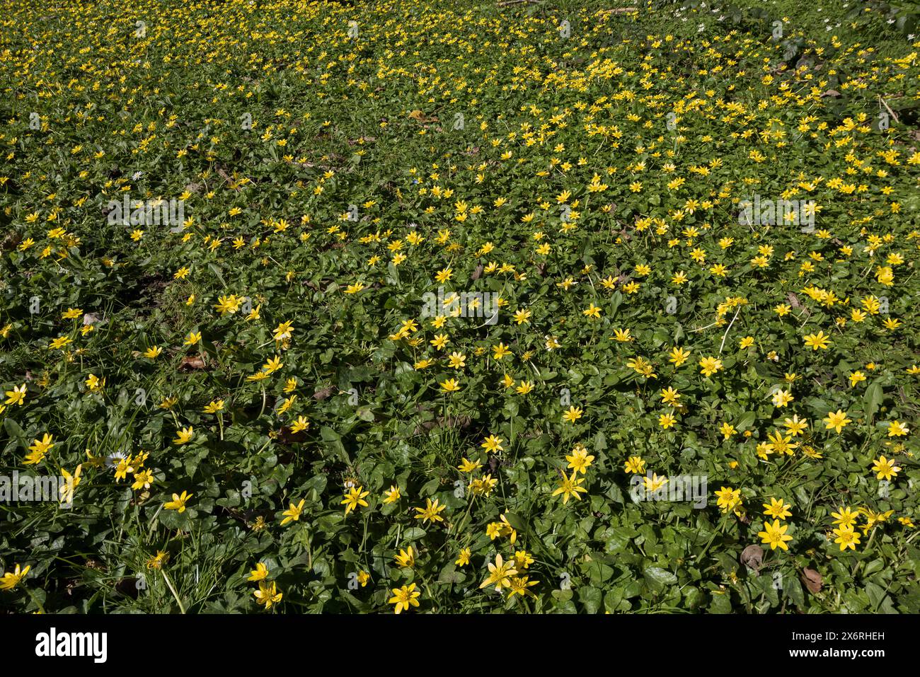 Mass of springtime yellow flowering lesser Celandine flowers coating ...
