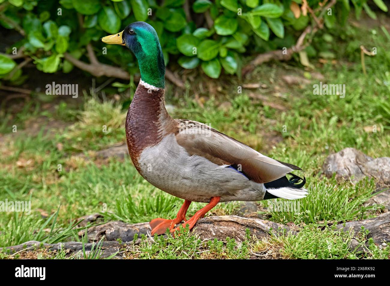 Male Mallard duck in a garden setting.The male birds (drakes) have a ...