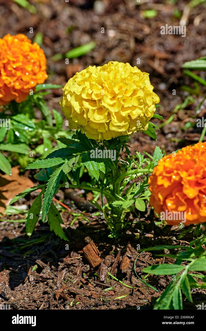 Beautiful little yellow Marigold in a flower garden. With two orange ...